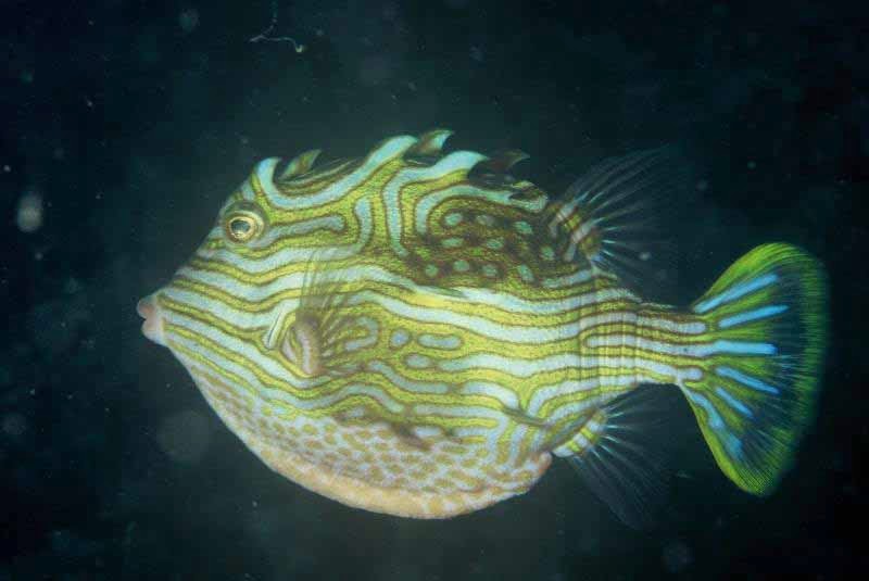 Wallpaper HD: Cowfish Pictures